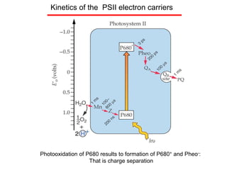 Light-reaction-electron transport.pptx
