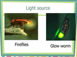light and dark, education year 2 science | PPT
