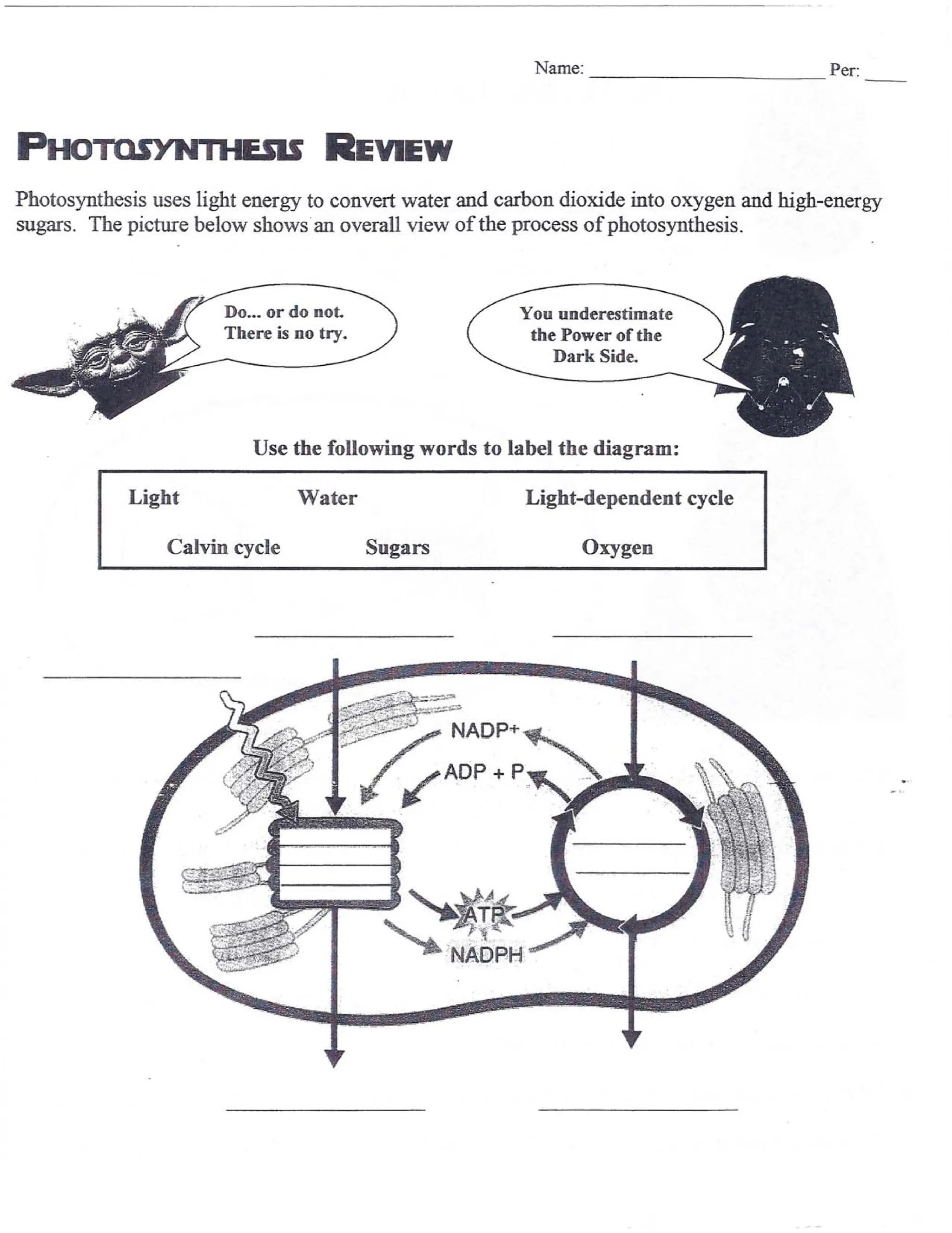 Photosynthesis light dependent and independent reactions | PDF