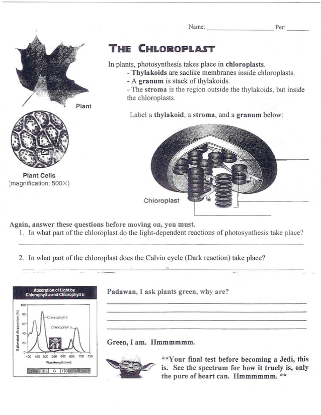 Photosynthesis light dependent and independent reactions | PDF