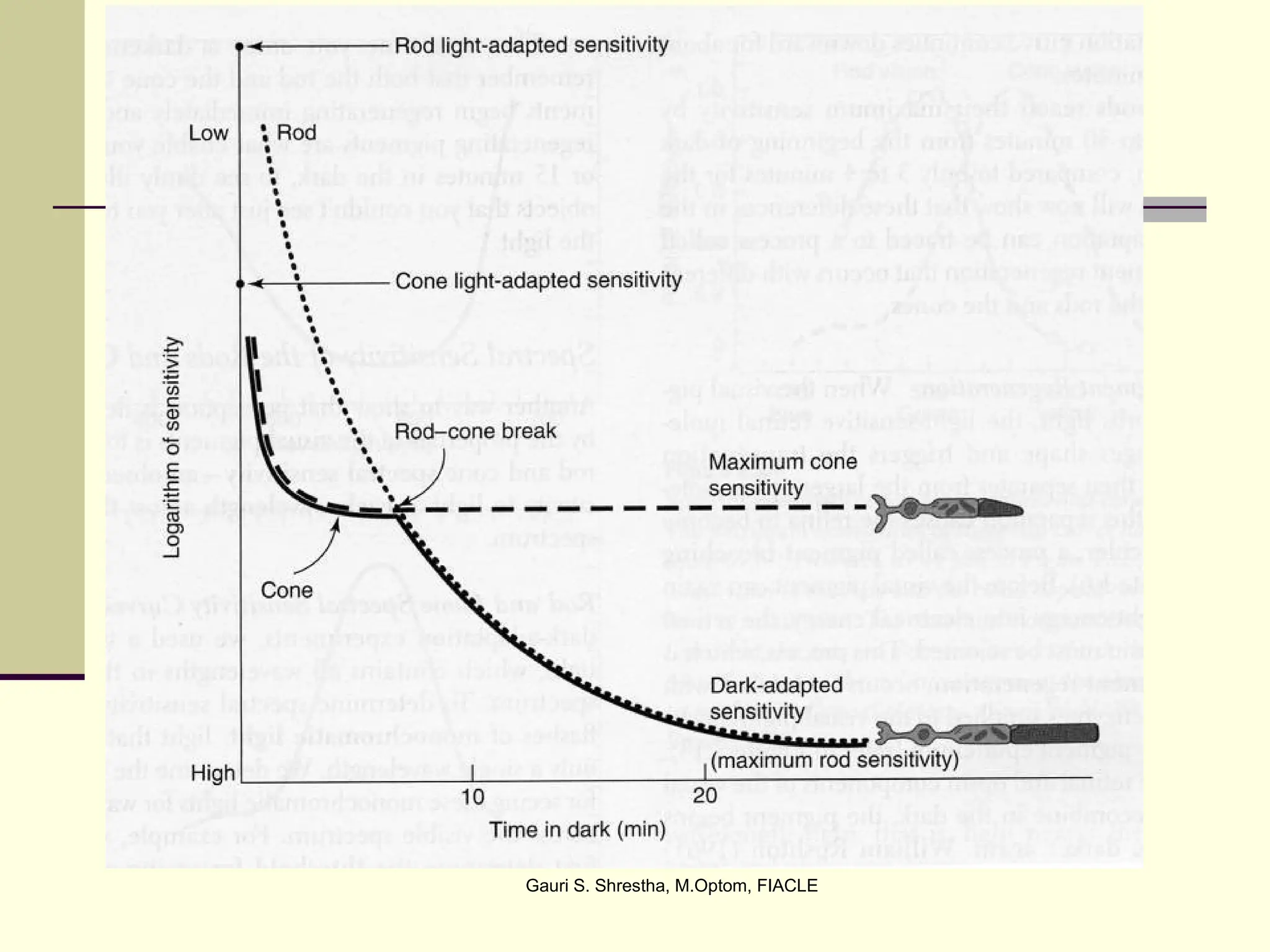 Light and dark adaptation | PPT
