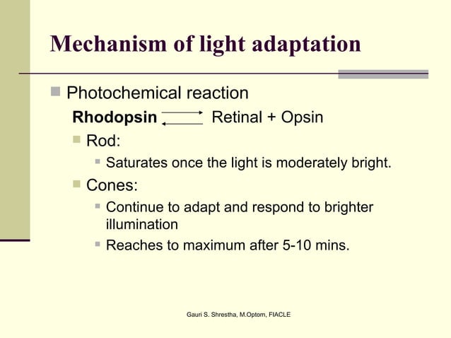 Light and dark adaptation | PPT