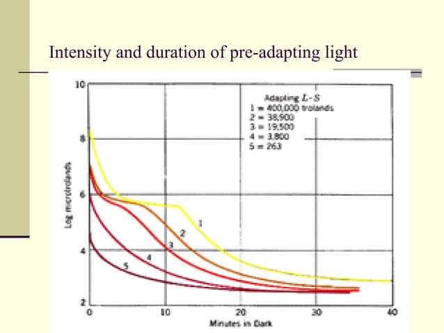 Light and dark adaptation | PPT