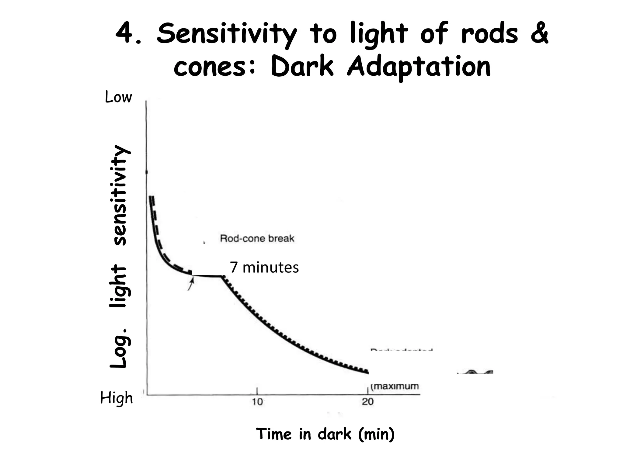 Light and Dark Adaptation | PPTX