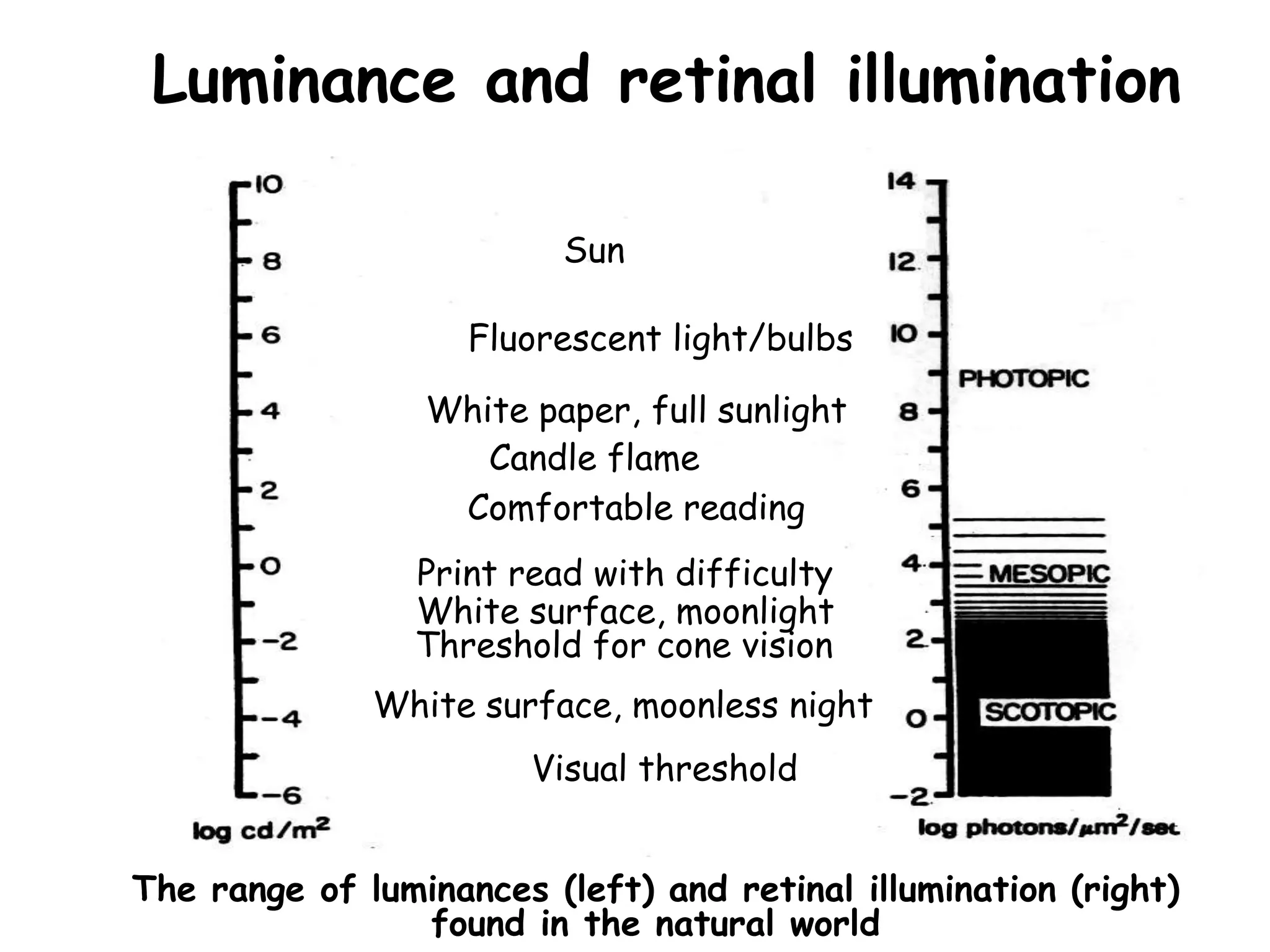 Light and Dark Adaptation | PPTX