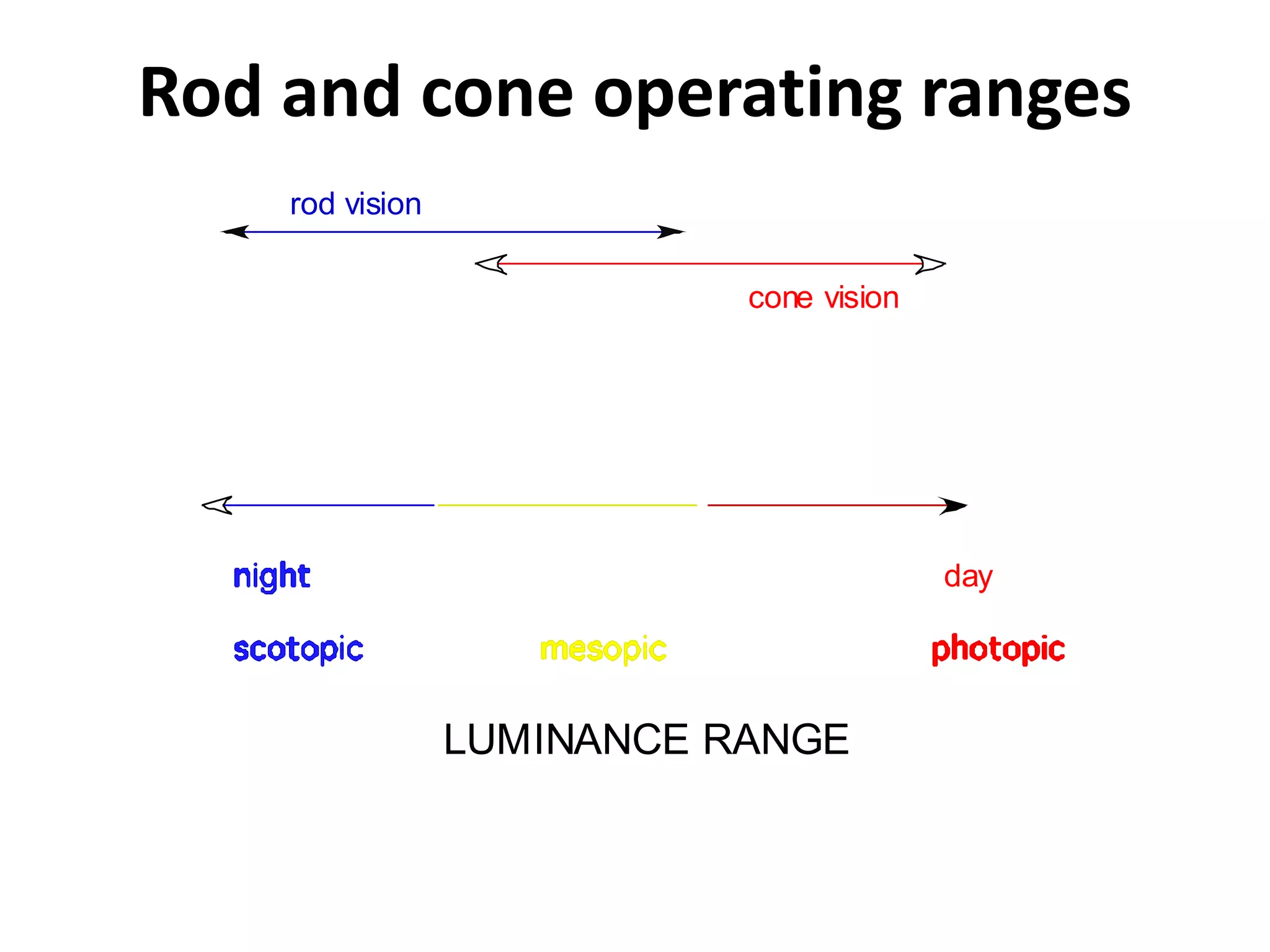 Light and Dark Adaptation | PPTX