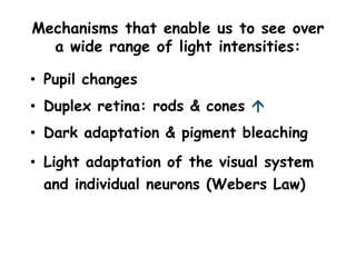Light and Dark Adaptation | PPTX