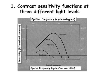 Light and Dark Adaptation | PPTX