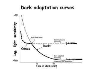 Light and Dark Adaptation | PPTX