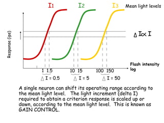 Light and Dark Adaptation | PPTX