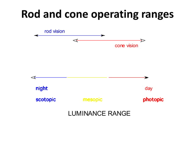 Light and Dark Adaptation | PPTX