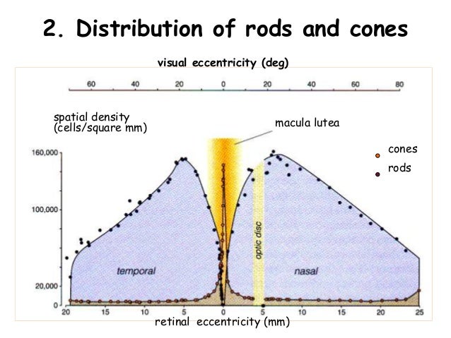 Light and Dark Adaptation