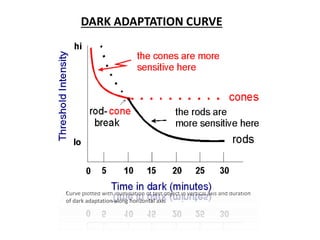Light and dark adaptation chinnu | PPTX