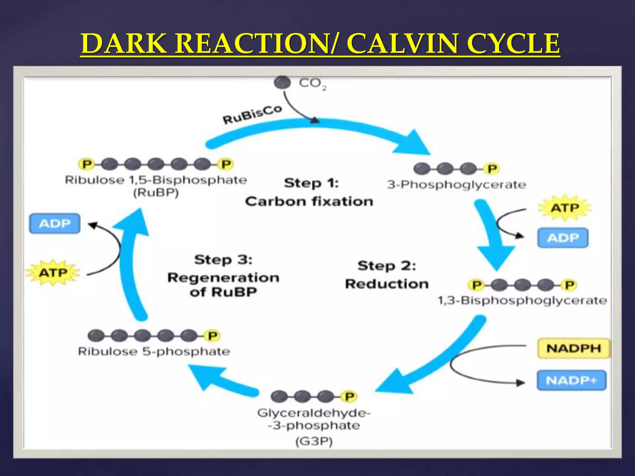 LIGHT AND DARK REACTION.pptx