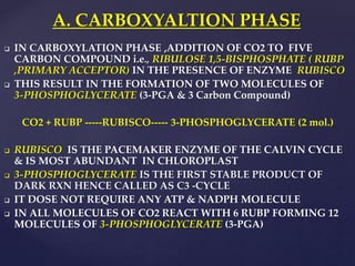 LIGHT AND DARK REACTION.pptx