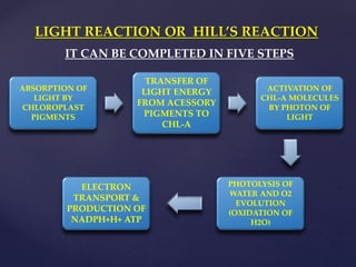 LIGHT AND DARK REACTION.pptx