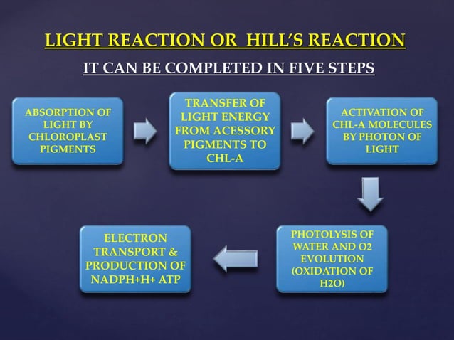 LIGHT AND DARK REACTION.pptx