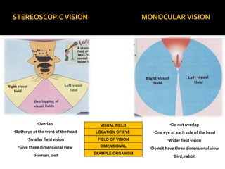 MONOCULAR AND STREOSCOPIC | PPT