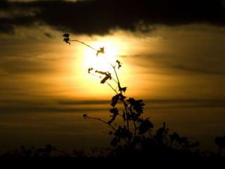 Light and temperature of an ecosystem | PPTX