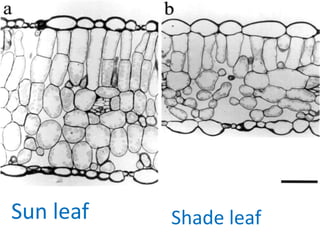 Light and temperature of an ecosystem | PPTX