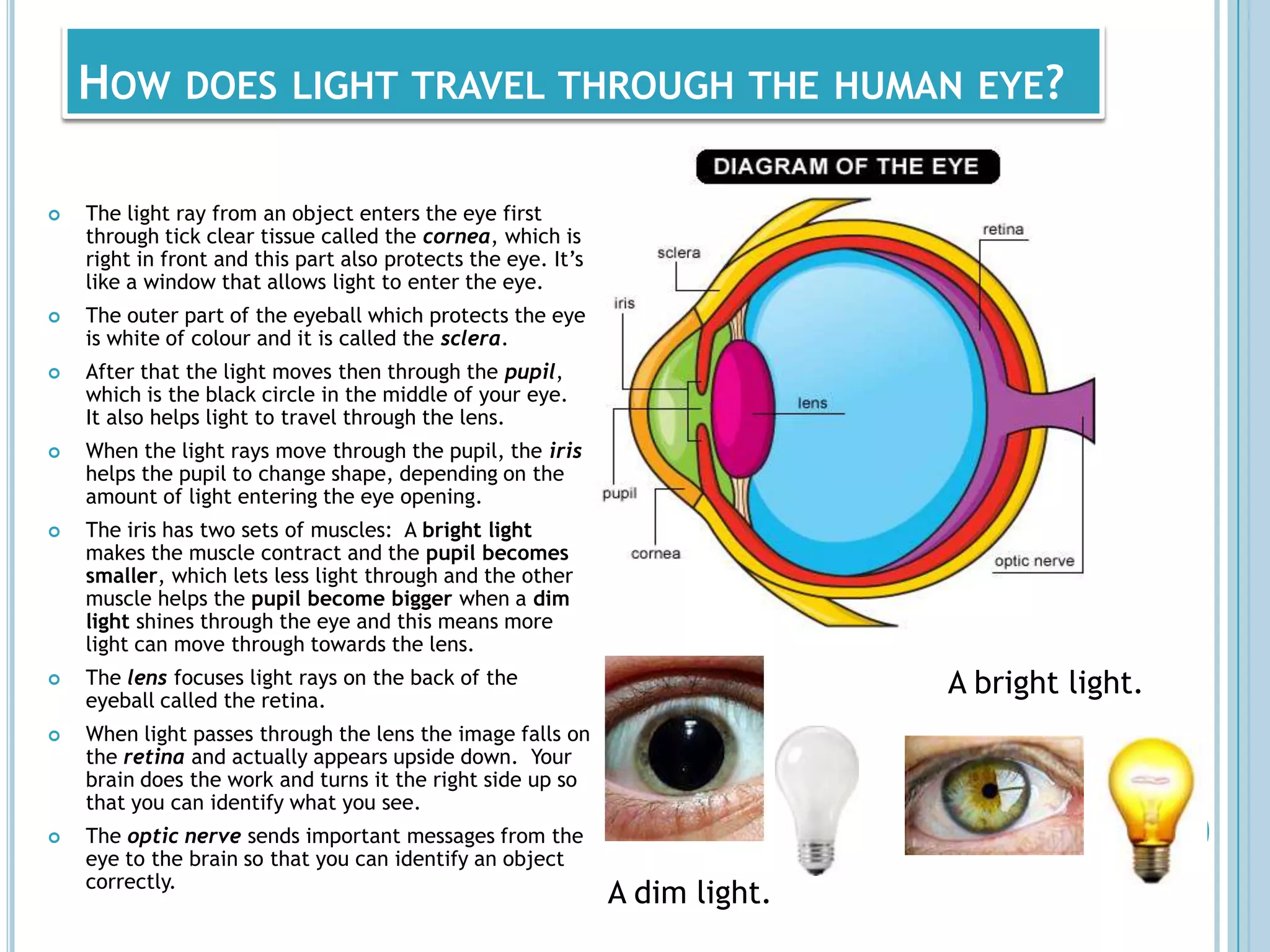 Light and the human eye 2012 | PPTX