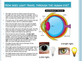Light and the human eye 2012 | PPTX
