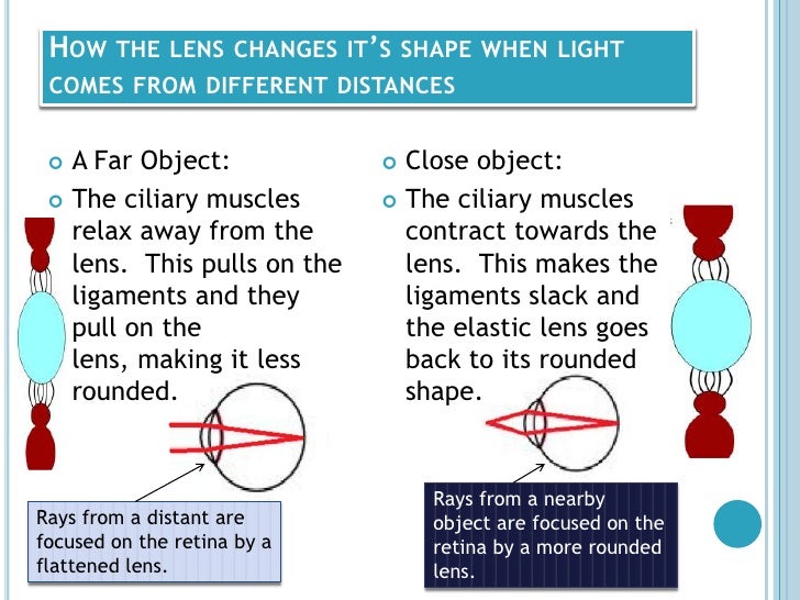 Light and the human eye 2012