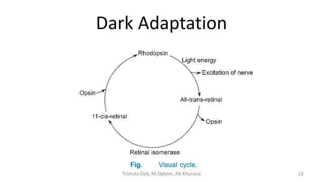 Light and Dark Adaptation | PDF | Eye and Vision Conditions | Diseases ...