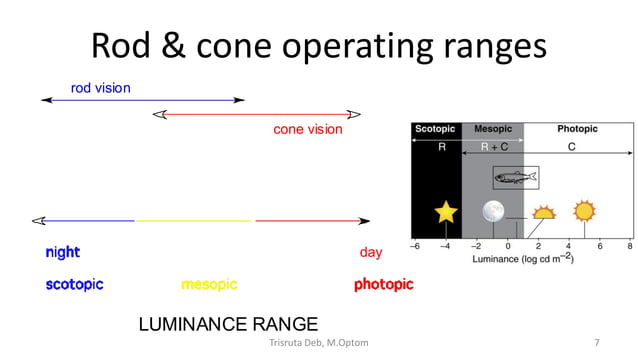 Light and Dark Adaptation | PDF | Eye and Vision Conditions | Diseases ...
