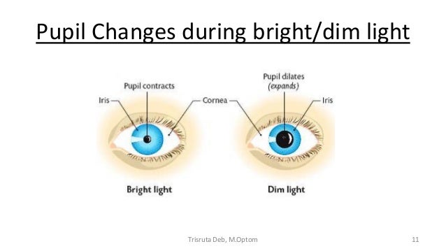Light and Dark Adaptation