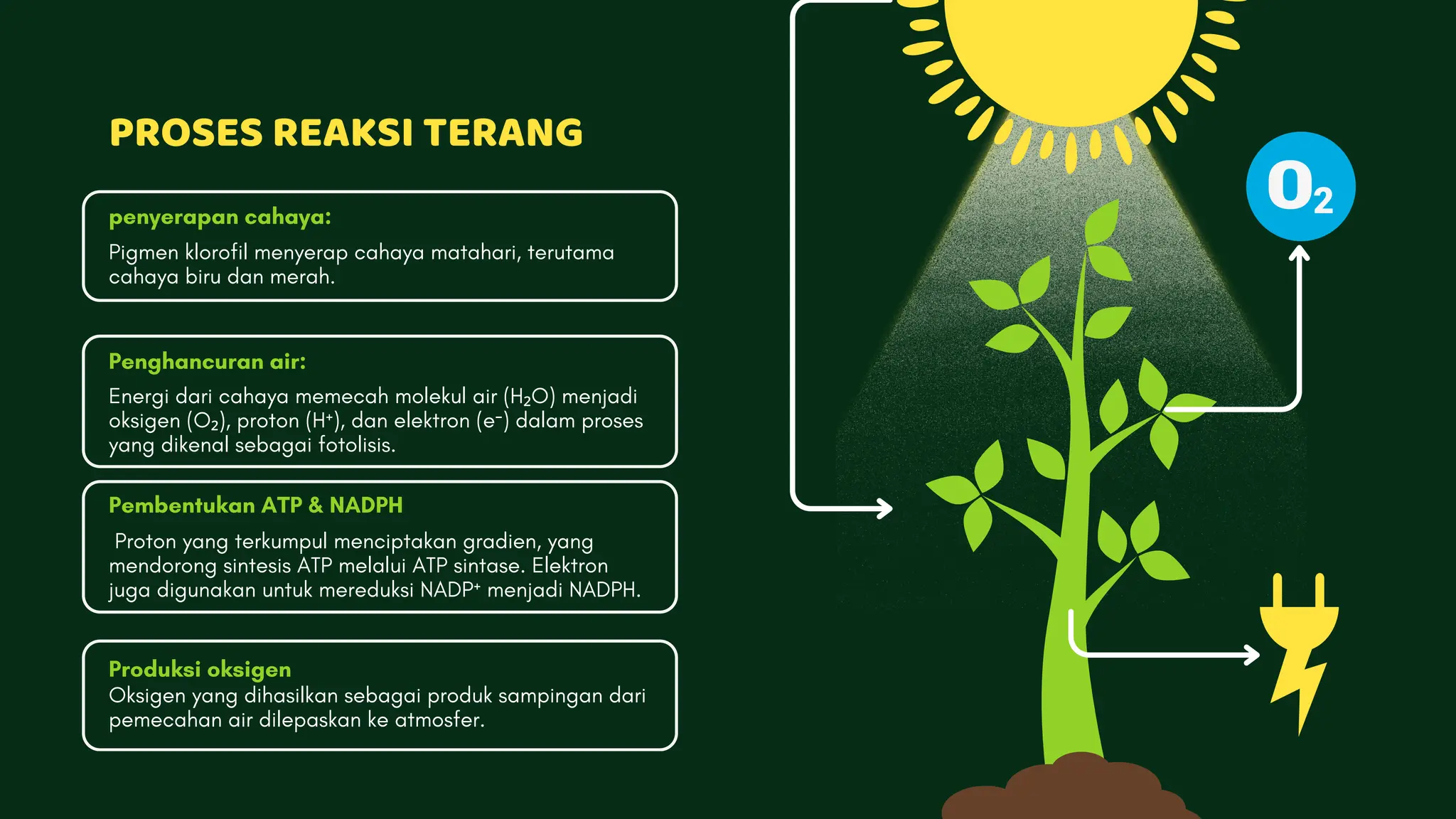 Reaksi Terang dan Gelap pada Reaksi Fotosintesis | PDF