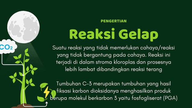 Reaksi Terang dan Gelap pada Reaksi Fotosintesis | PDF