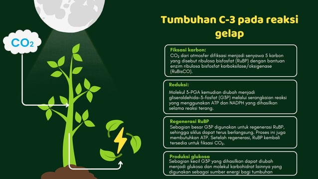 Reaksi Terang dan Gelap pada Reaksi Fotosintesis | PDF