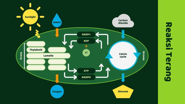 Reaksi Terang dan Gelap pada Reaksi Fotosintesis | PDF