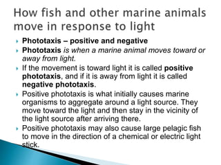 Light fishing | PPTX