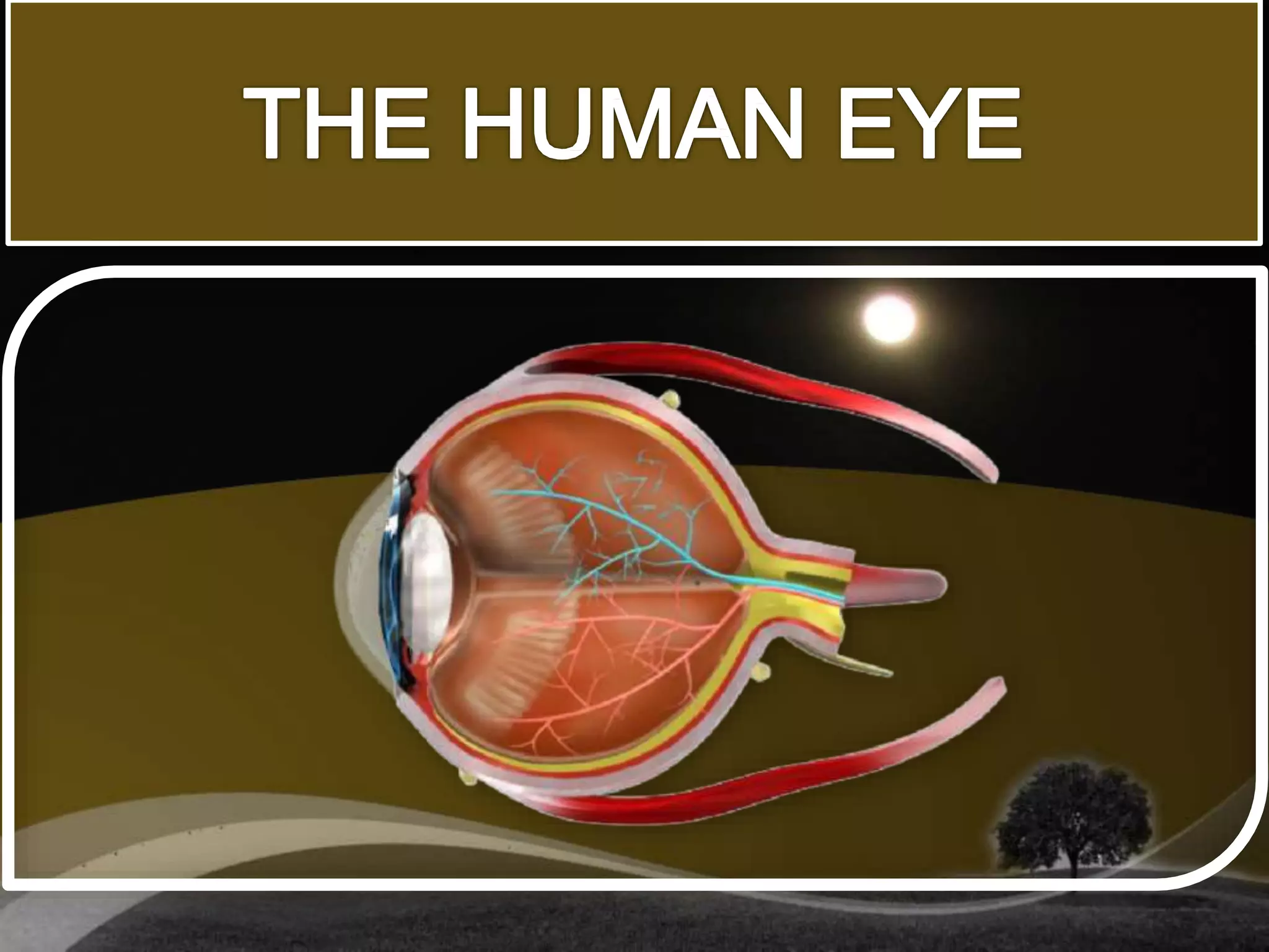 LIGHT HUMAN EYE [Autosaved].pptx