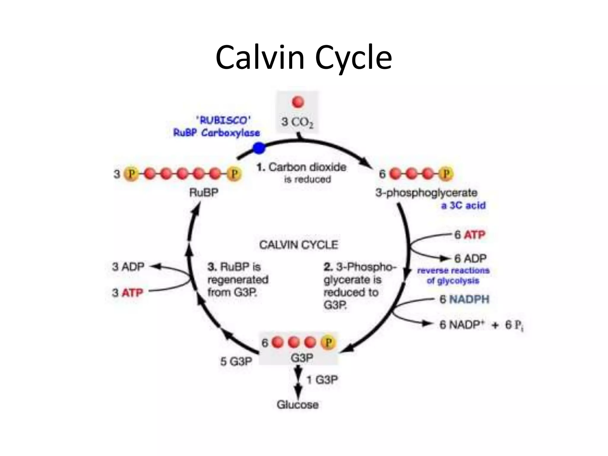 Light independent reactions of photosynthesis | PPTX