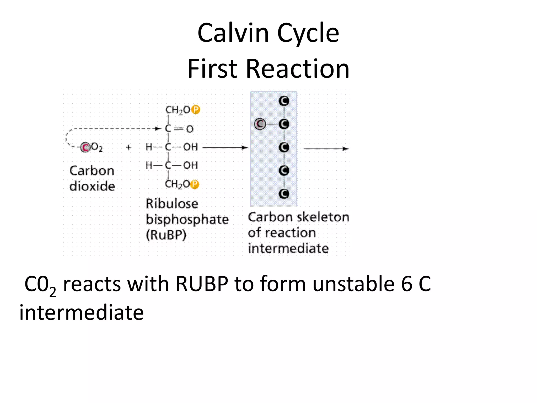 Light independent reactions of photosynthesis | PPTX
