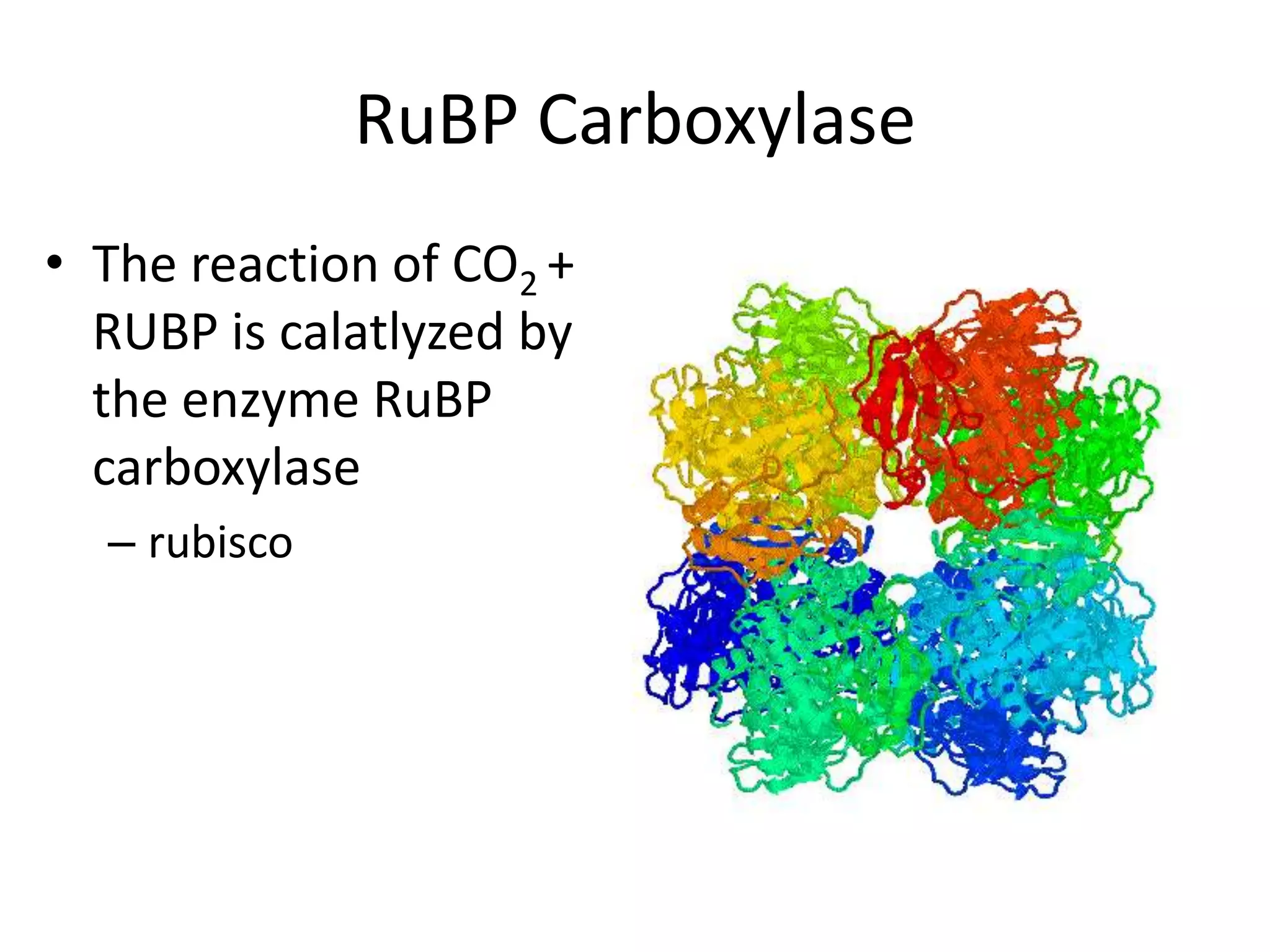 Light independent reactions of photosynthesis | PPTX