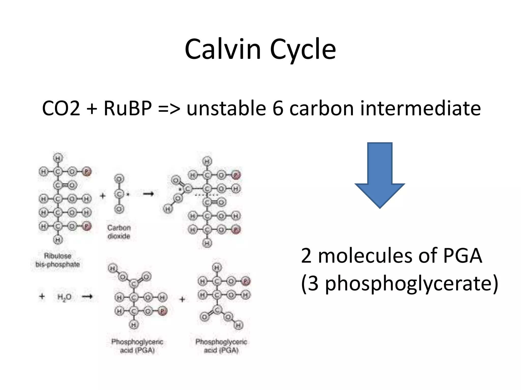 Light independent reactions of photosynthesis | PPTX
