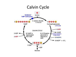 Light independent reactions of photosynthesis