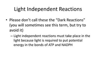 Light Dependent Reactions And Light Independent Reactions