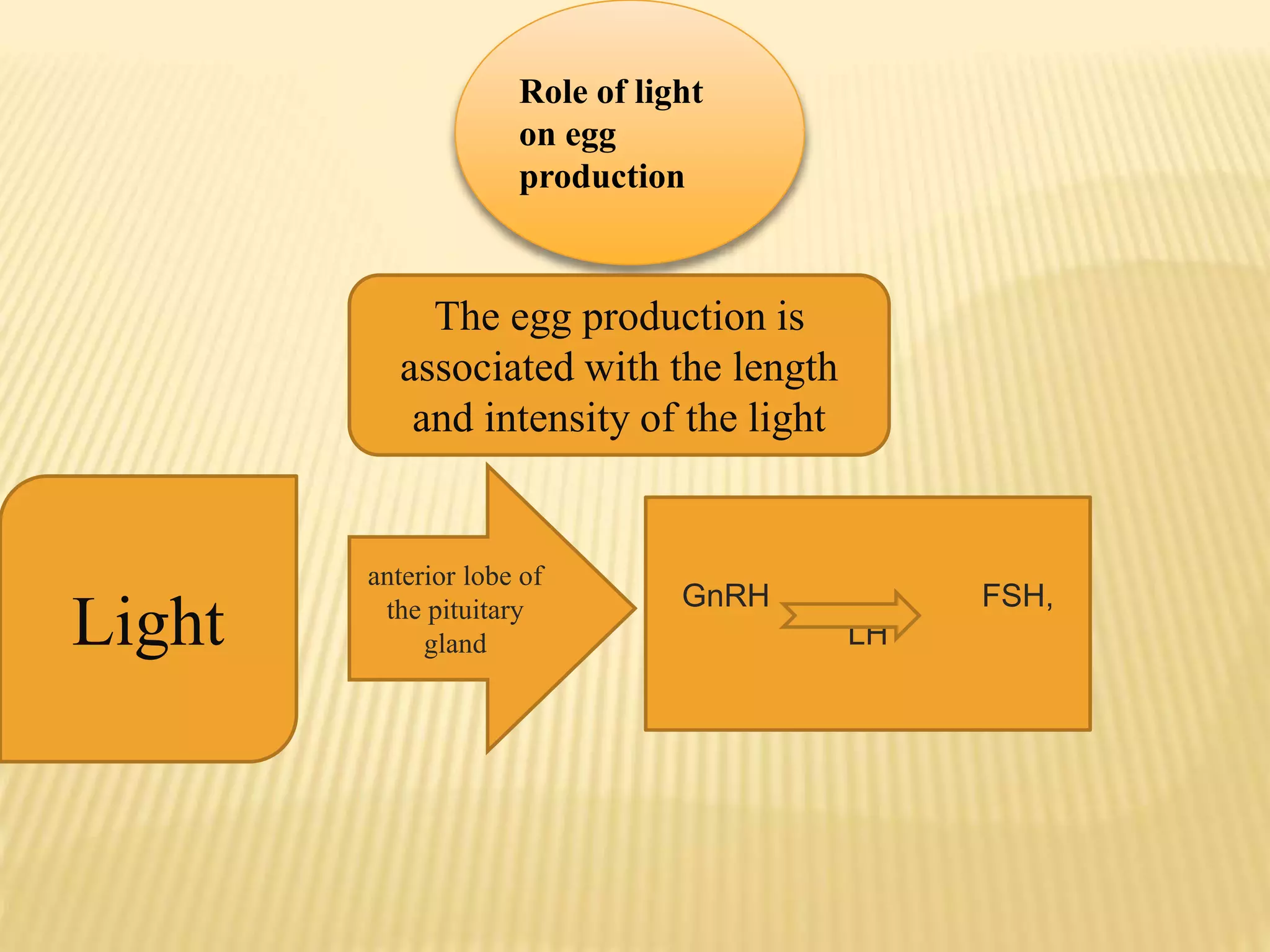 Light requirement in layer Farming | PPTX