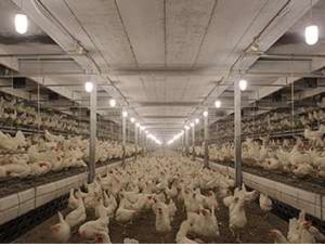 Layer poultry farming a profitable business - UpVey