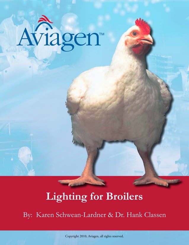 Lighting for broilers | PDF