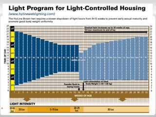 Lighting Management for Poultry | PPTX