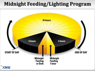 Lighting Management for Poultry | PPTX