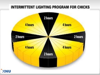 Lighting Management for Poultry | PPTX