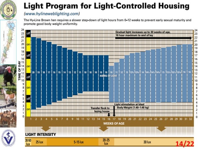 Lighting management in poultry farm.pptx