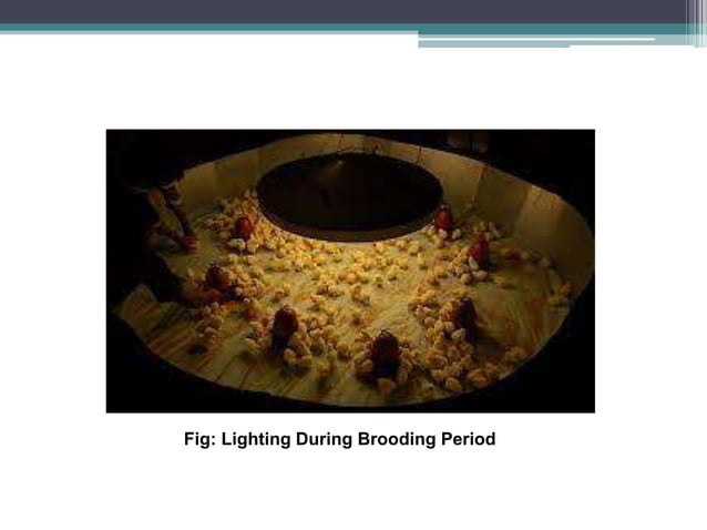 Lighting Management for Poultry upload.pptx | Endocrine and Metabolic ...